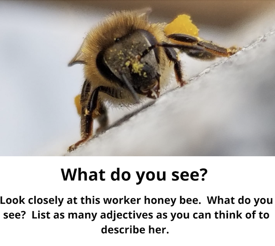 Adjectives Meme – The Great Southeast Pollinator Census